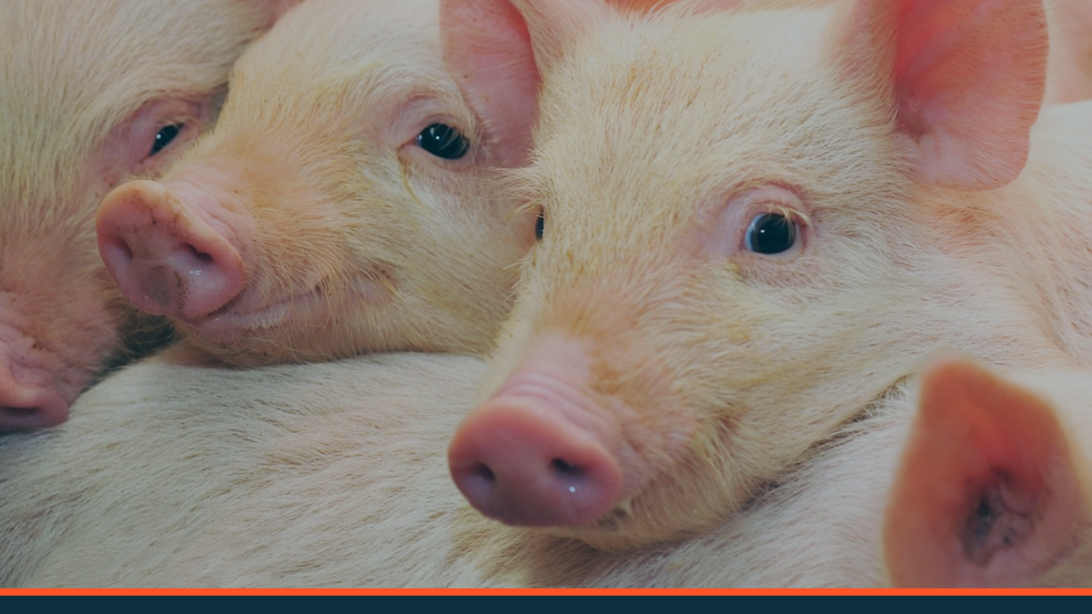 Entenda como a tecnologia pode ser sua aliada na produção de suínos!