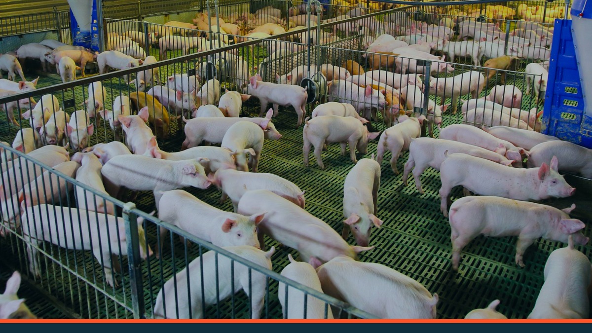 Entenda a relação entre o bem-estar, sanidade animal e uma produção de ...