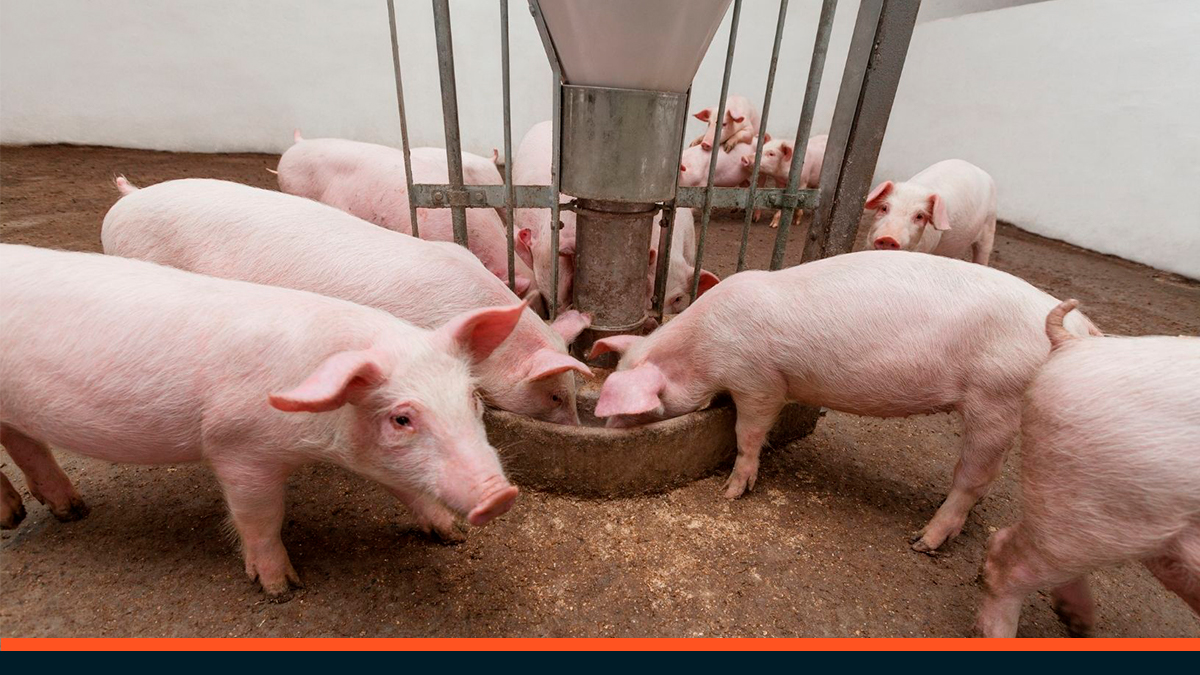 Nutrição animal: entenda a alimentação correta dos suínos por fase ...